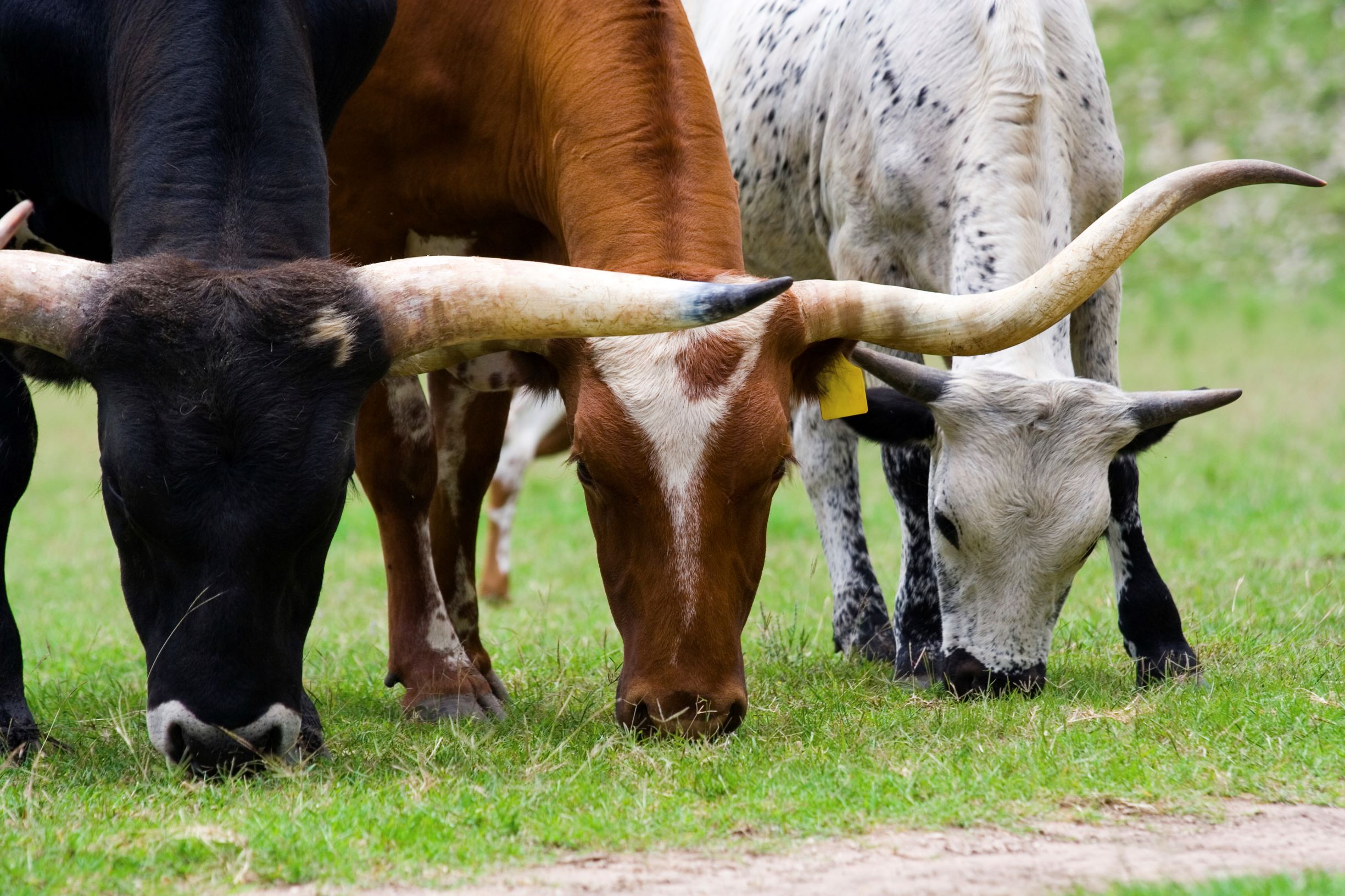 Hire a Texas Longhorn for Your Next Corporate Event!